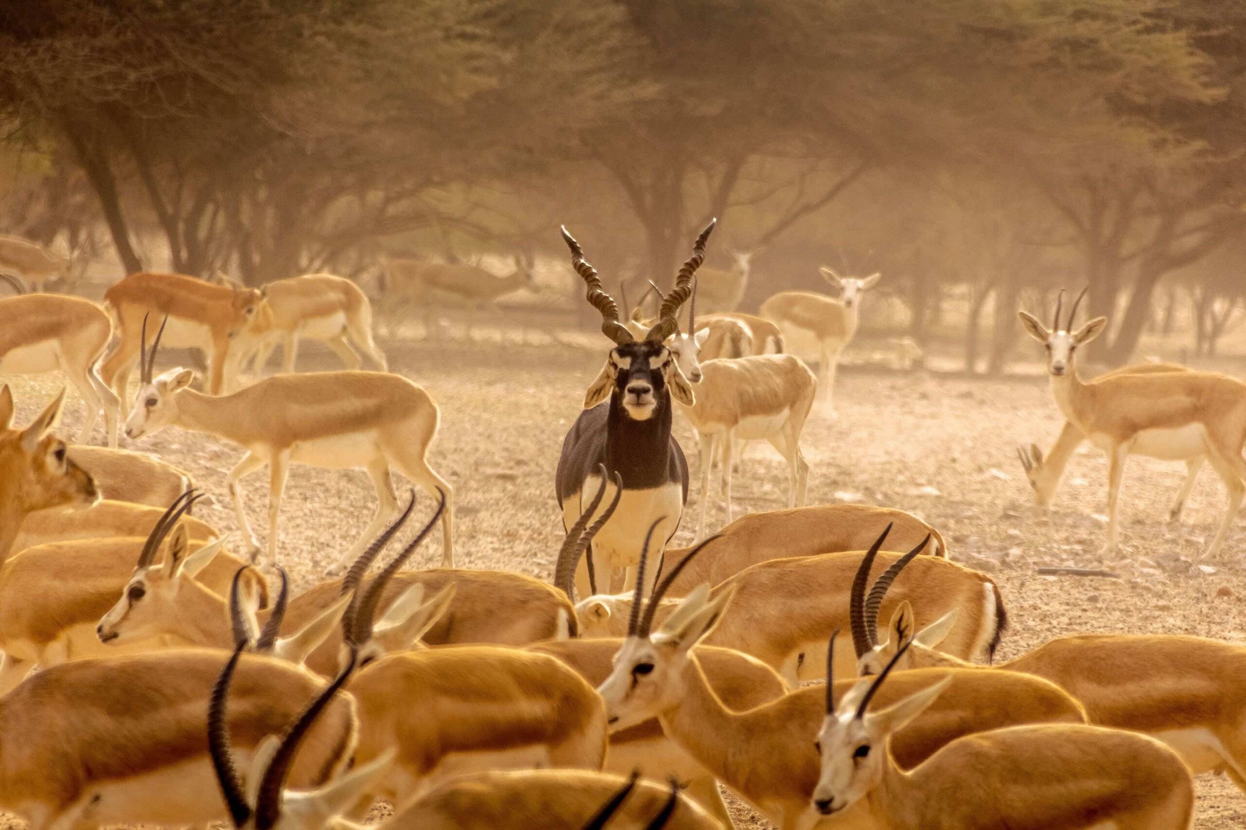 5 reasons to visit Sir Bani Yas Island, Abu Dhabi - Wanderlust