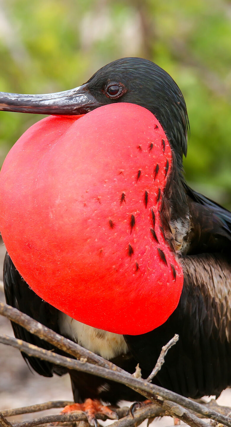 26 of the world's weirdest animals - Wanderlust