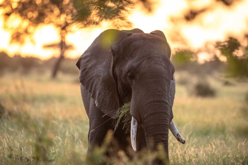 Off the page podcast: Kruger National Park, From Dream Sleeps to ...